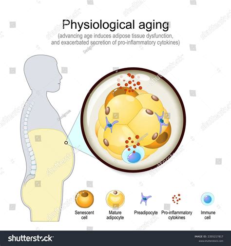 Preadipocyte 2개가 넘는 로열티 프리 라이선스 대상 스톡 일러스트 및 그림 Shutterstock