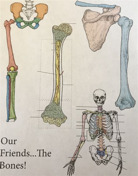 Anatomy And Physiology Final Exam Diagram Quizlet
