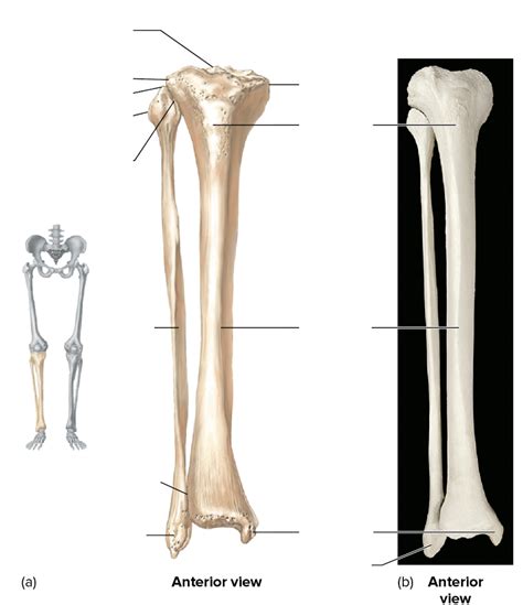 Tibia And Fibia Diagram Quizlet Tibia And Fibia Diagram Quizlet