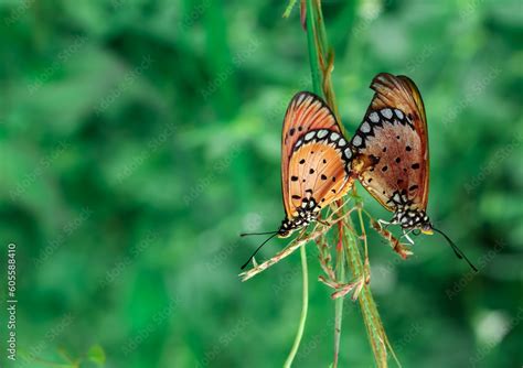 Beautiful Butterflies That Are Mating Butterfly Mating Season Process