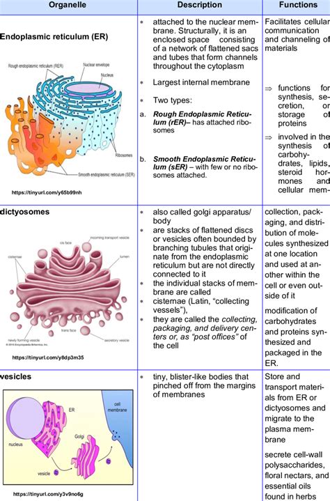 2 Plant Cell Parts And Functions Continuation Download Scientific