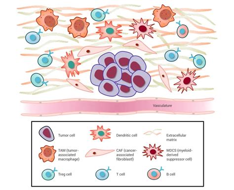 MCE 神经元为胰腺癌细胞提供营养 技术前沿 生物在线 Lab on Web