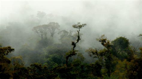 Disfrutar Del Corredor Biológico Del Bosque Nuboso El Tour Que Debes