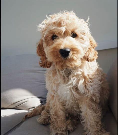 Pin By Alexis 🍇 On Dream Board Cockapoo Dog Cute Dogs Dog Breeds