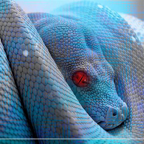 If I Had A Patronus This Is What I Want It To Look Like D Imgur