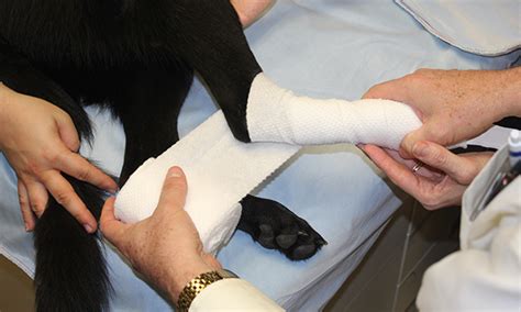 Image Gallery Splint Application Clinicians Brief