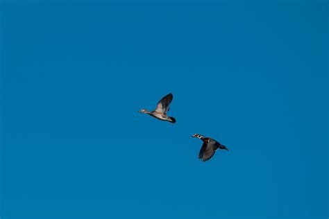 asset migration photos download the best free asset migration stock
