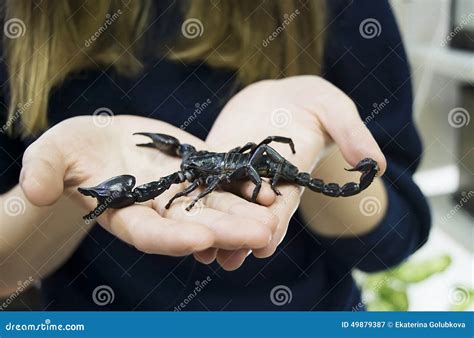 Black Scorpion In Hands Of Brave Girl Stock Image Image Of Black