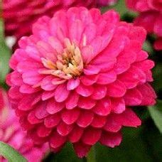 Цинния Дабл Захара Строберри | Семена цветов, Цинния, Комнатные цветы