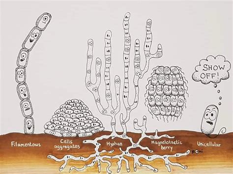 Multicellular Cells Examples