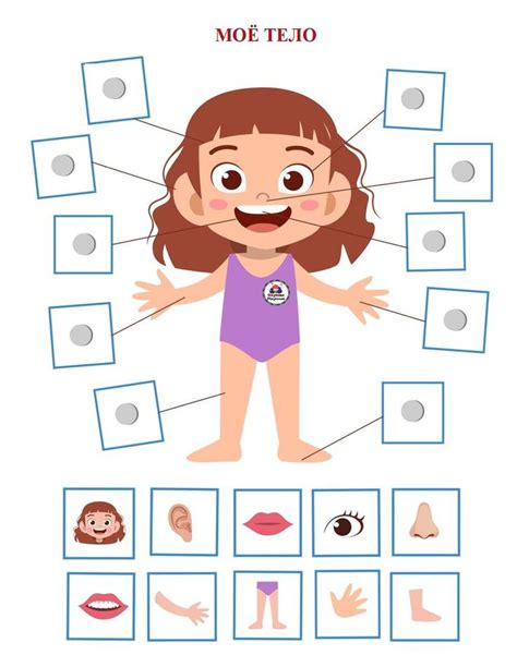 Части тела картинки для детей