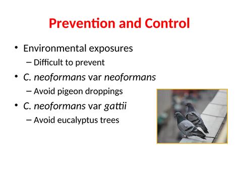 Cryptococcus Var Gattii Var Neoformans And Var Grubii Ppt Infectious Diseases