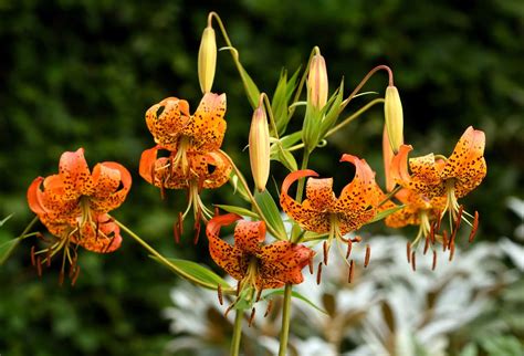 The Turks Cap Lily Lilium Superbum The Ultimate Guide To Its Stunning