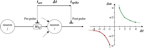 The Spike Timing Dependent Plasticity Behaviour On The Left Is Download Scientific Diagram