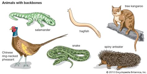 Anatomy Of A Vertebrate Britannica