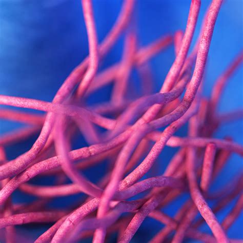 Study Identifies Nigerian Strain Of Anthrax News University Of Florida