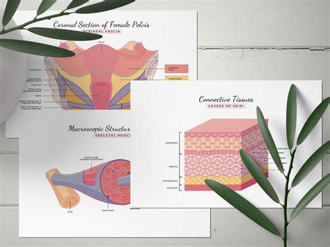 Coronal Section Of Female Pelvis Perineal Fascia Skeletal Muscle Connective Tissues PDF
