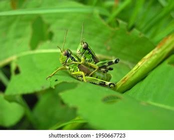 Mating Of Grasshopper Images Stock Photos Vectors Shutterstock