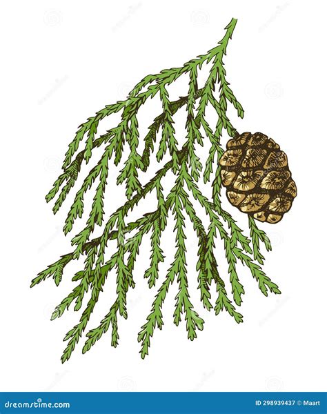 Giant Sequoia Tree And Branch Vector 297913728