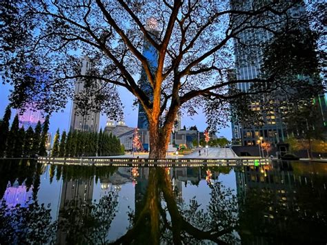 2 Kali Pernah Buat Manual Tree Pruning Di Pokok Ni Muhammad Hariz
