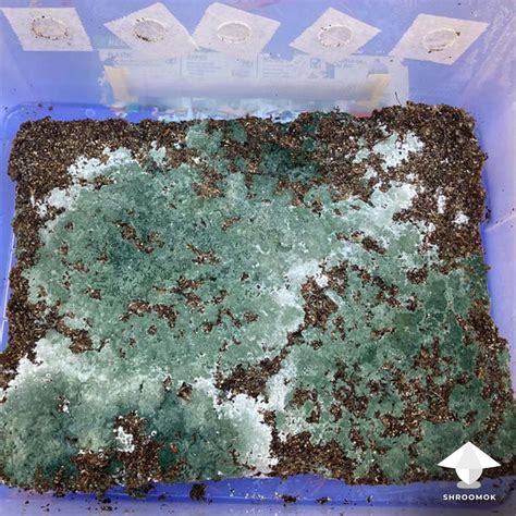 Green Mold Contamination Aka Trichoderma