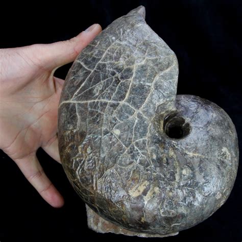 Fossiles Nautiloid Madagaskar