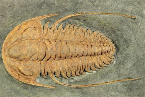 2 9 Cambrian Trilobite Hamatolenus Tinjdad Morocco 229604 For Sale