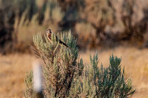 Gratis Afbeeldingen Boom Red Juniper Fabriek Wildlife American Larch Jack Pine Tak