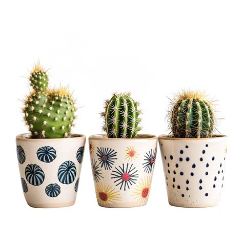Download Ai Generated Succulents Cacti Royalty Free Stock