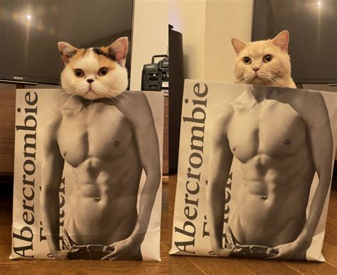 筋肉ムキムキ 結果にコミットしてしまった猫の写真がTwitterで大人気 ガジェット通信 GetNews
