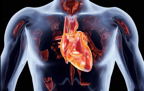 გულ სისხლძარღვთა დაავადებების რისკის შეფასების მეთოდები რჩევები ვივიენისგან