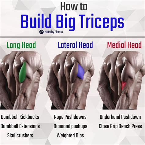 Best Lateral Head Triceps Exercises Triceps Exercises For Larger Arms