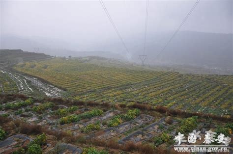 王东红 程江芬督导检查秋季农业生产工作组图 天水在线