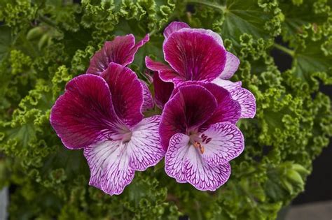 Geraniaceae - P. 'Eskay Verglo'