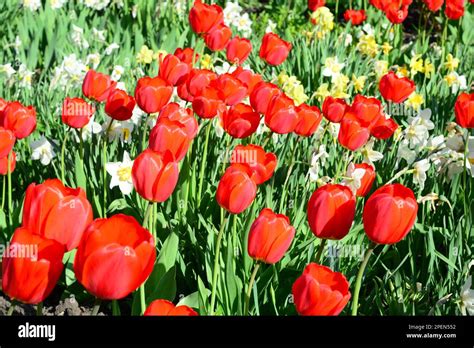 Red Tulip Garden In Spring Background Red Tulip Field In Spring Stock
