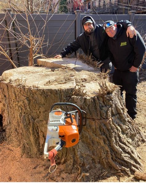 Brooklyn Tree Stump Removal Services Tarzan Tree Removal