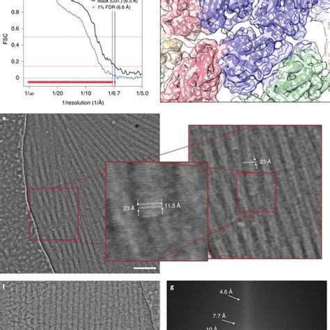 Two Biological Specimens Imaged By Idpc Stem Top Cryo Idpc Stem Download Scientific Diagram