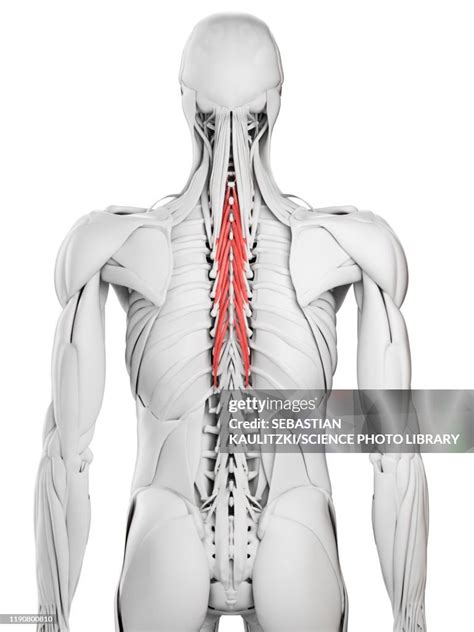 Semispinalis Thoracis Muscle Illustration High Res Vector Graphic Getty Images