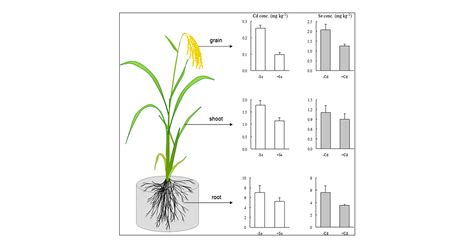 Effects Of Interaction Between Cadmium Cd And Selenium Se On Grain Yield And Cd And Se