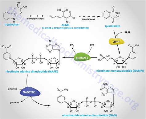 The Medical Biochemistry Page Upadated And Corrected The Figure