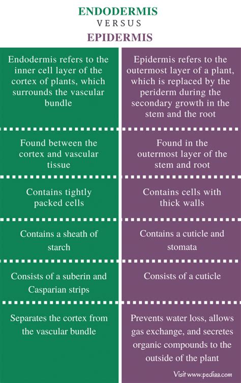 Difference Between Endodermis And Epidermis Definition