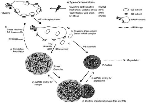 Steps Involved In Sg Assembly And Disassembly Mammalian Cells Often