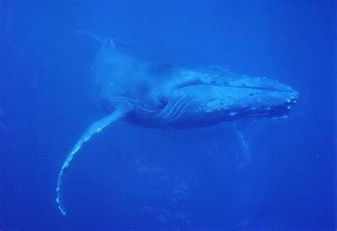 Captain Dan Mcsweeneys Whale Watching Adventures Holualoa All You