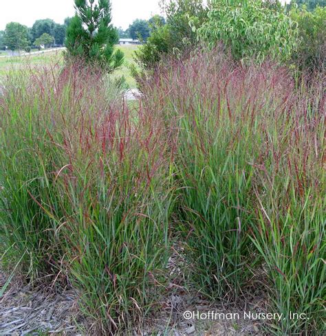 Panicum Virgatum Shenandoah Red Switchgrass Information