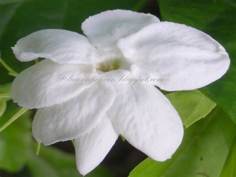 Lui Is In Heaven Sampaguita