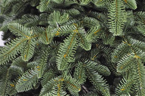 ᐉ Ялинка штучна лита Смерека Бельгійська 190 см • Краща ціна в Києві Україні • Купити в Епіцентр