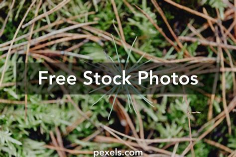 Micro Ecosystem Photos Download The Best Free Micro Ecosystem Stock