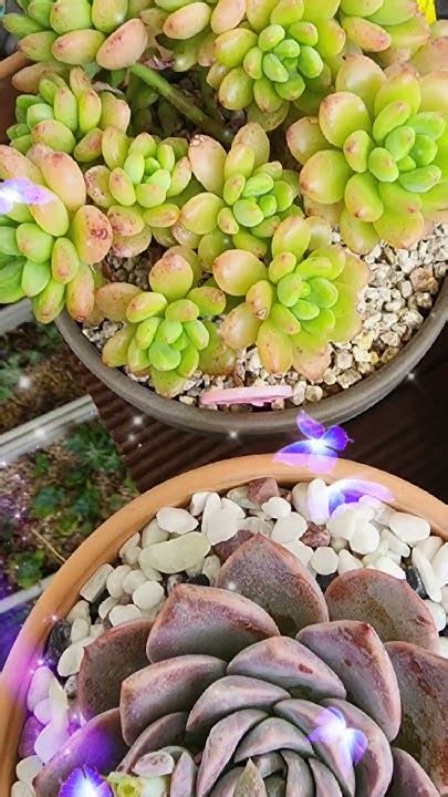 착한마녀의 다육이야기 다육이 다육식물 다육이분갈이 다육이종류 다육이꽃 다육이농원 다육이사진 다육이판매 다육이키핑장 다육이화분 화분 토분 Youtube