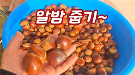 밤 산에 밤줍고 왔어요~ Youtube