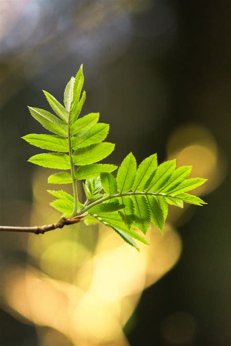 나뭇잎 Bokeh 녹색 잎 Pixabay의 무료 사진 Pixabay